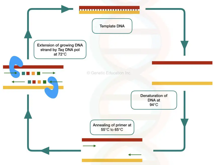 What Are The Properties Of PCR template DNA 
