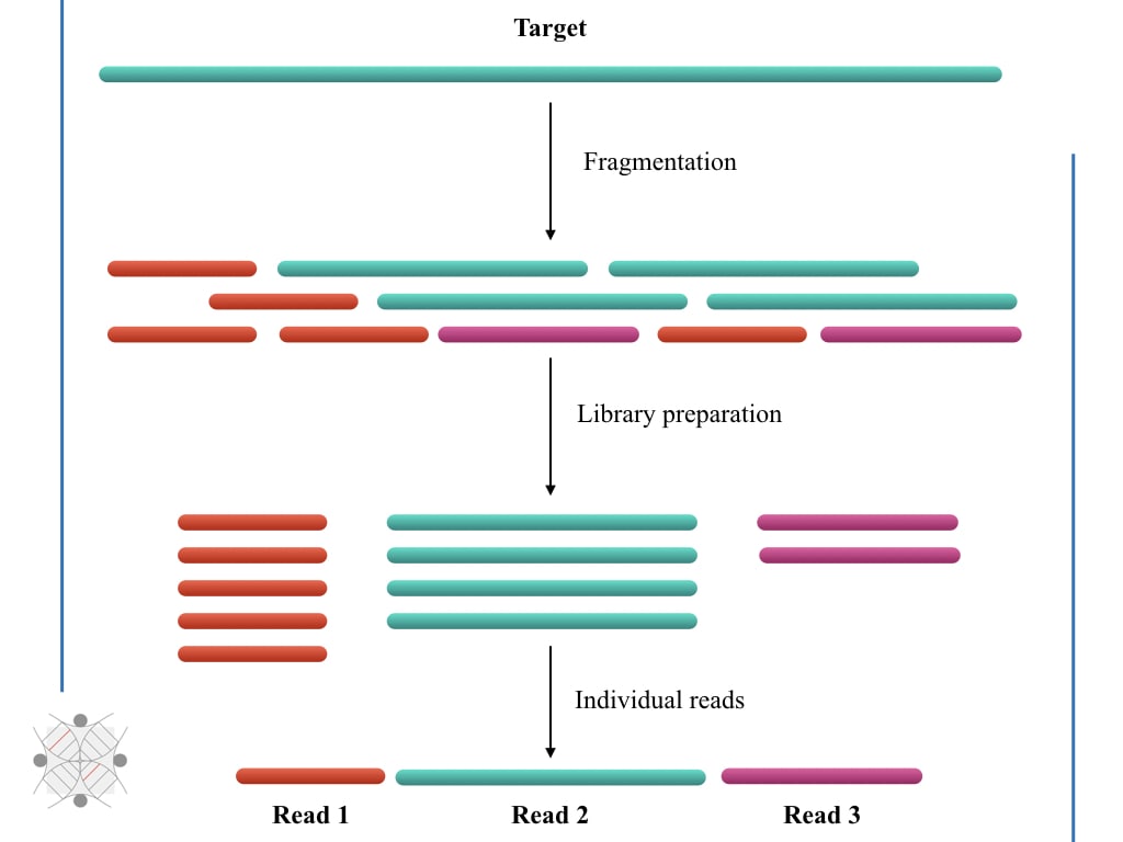 What Is Sequencing Read In NGS Genetic Education