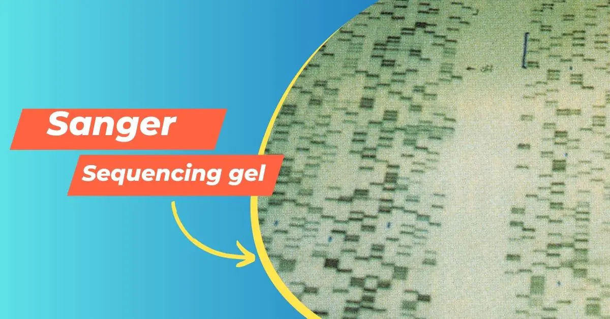 A Step By Step Process On How To Read Sanger Sequencing Gel Genetic