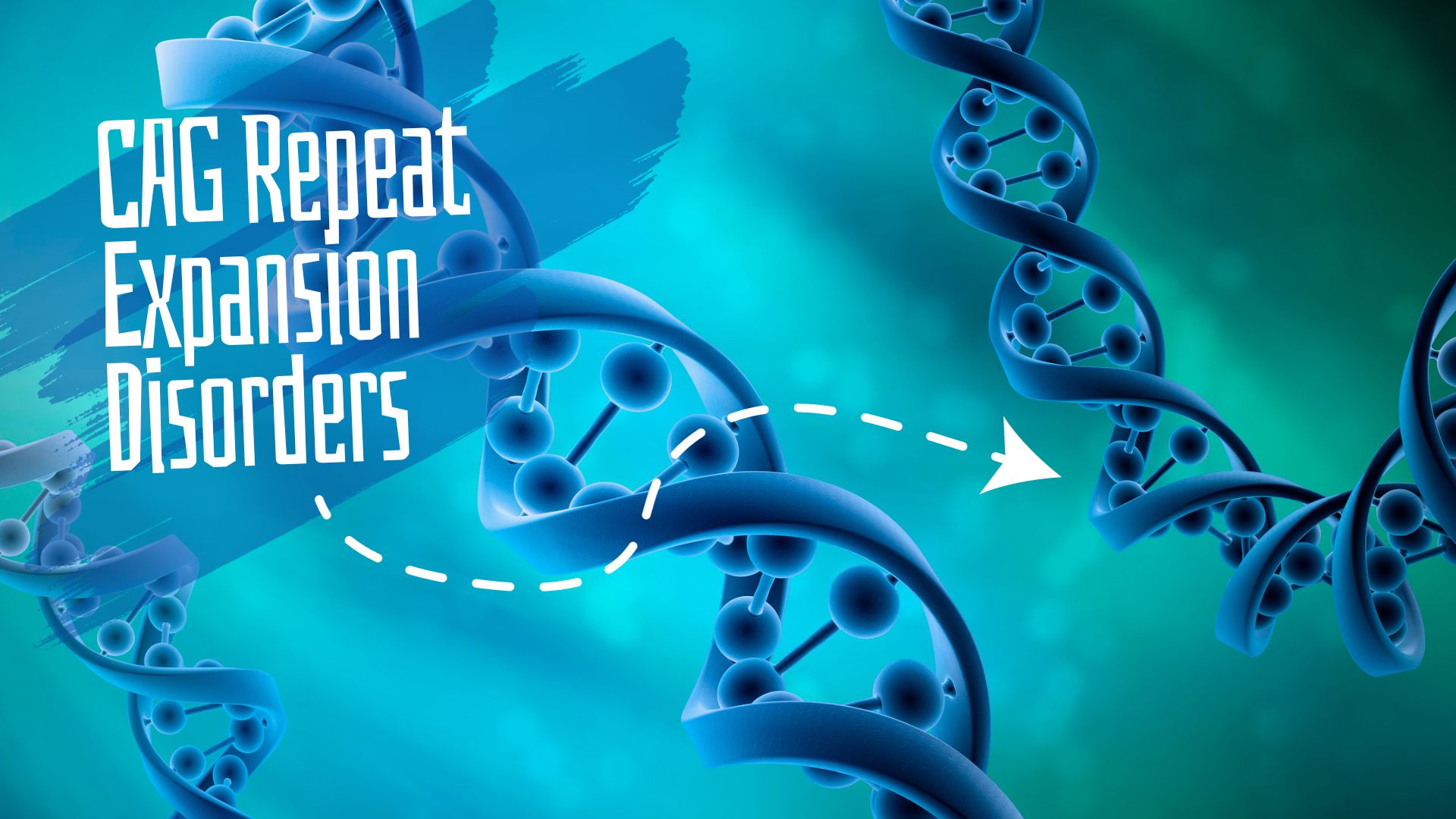 Trinucleotide Repeat Expansion Disorders 102 Cag Repeat Expansion Disorders Genetic Education