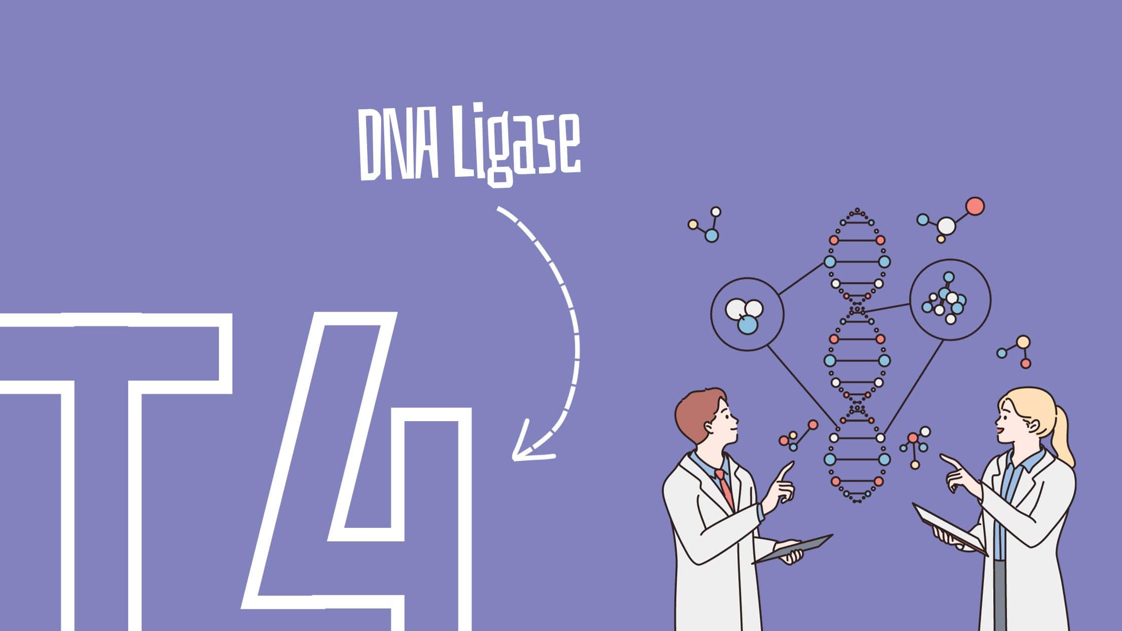 T4 DNA Ligase: Introduction, Functions, Applications and Protocol – Genetic Education