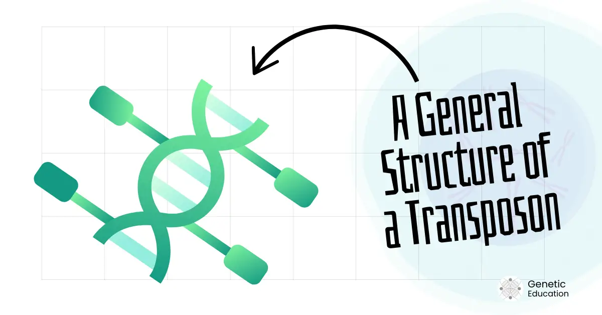 A Comprehensive Structure of a Transposon Explained – Genetic Education