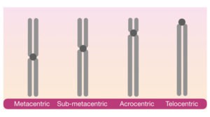 Chromosome- Definition, Structure, Function and Classification