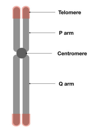 Chromosome- Definition, Structure, Function and Classification