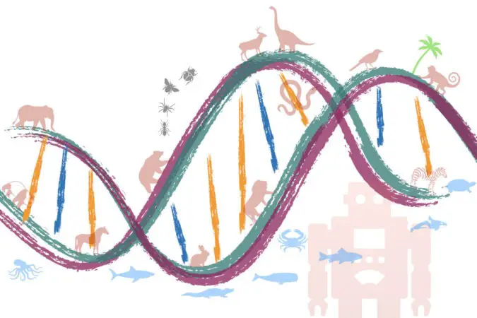 What is rcDNA?- rcDNA vs cccDNA – Genetic Education