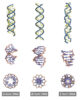 Unraveling the Mystery of DNA: Definition, Structure, Function and Types