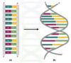 Full Form of 10 Types of DNA – Genetic Education