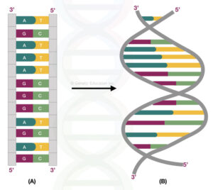 Full Form of 10 Types of DNA – Genetic Education