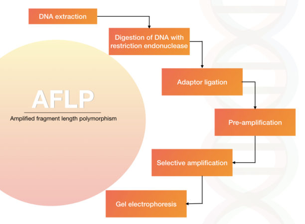Genetic Markers: RFLP, RAPD, AFLP, ISSR, STR, SCAR, EST, SSR and SNP