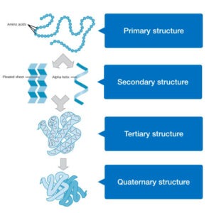 What are the levels of Protein Structure?