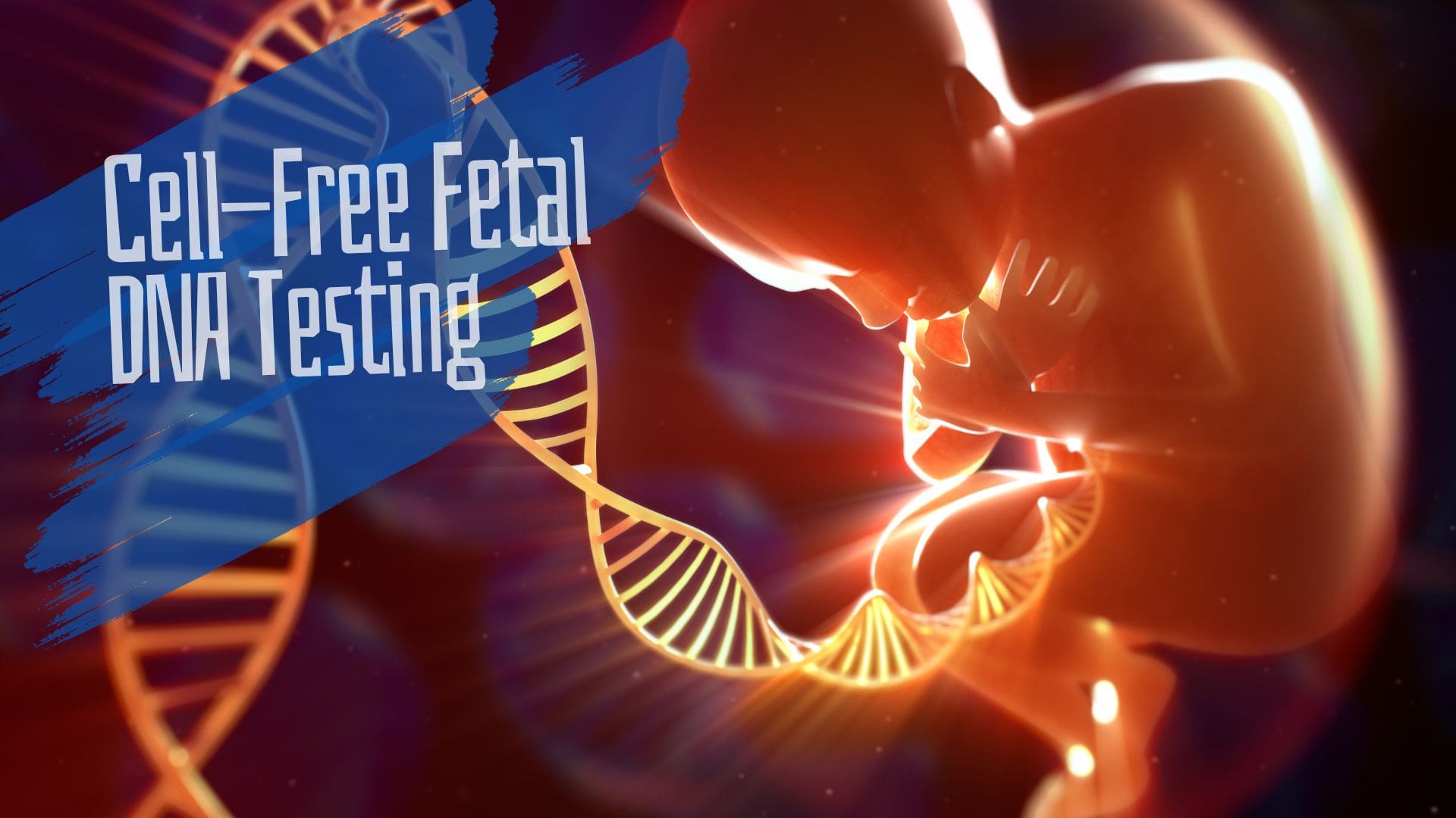Cell Free DNA 102 What Is A Cell Free Fetal DNA Test How Is It