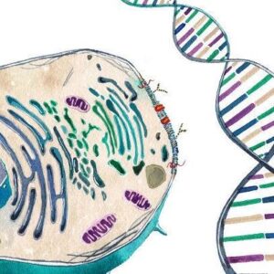 Immunogenetics Archives – Genetic Education