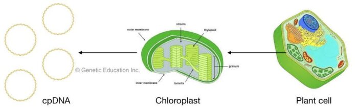 Organelle DNA- Mitochondrial and Chloroplast DNA