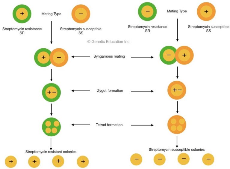 Organelle DNA- Mitochondrial and Chloroplast DNA