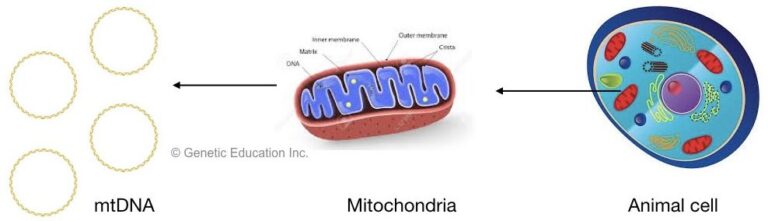 Organelle DNA- Mitochondrial and Chloroplast DNA