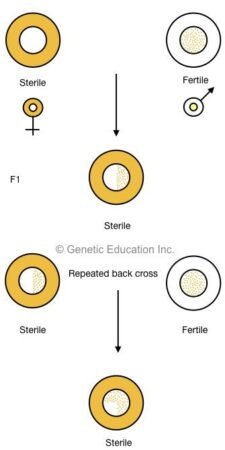 Extrachromosomal Inheritance- Definition, Criteria, Maternal ...