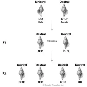 Extrachromosomal Inheritance- Definition, Criteria, Maternal ...