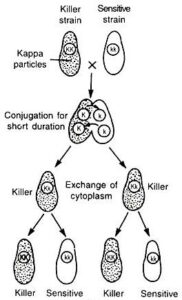 Extrachromosomal Inheritance- Definition, Criteria, Maternal ...