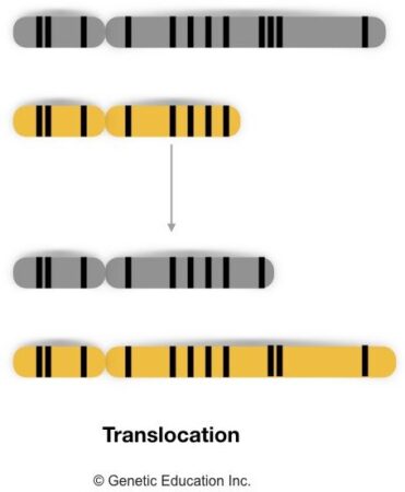 Genetic Mutations- Definition, Types, Causes and Examples – Genetic ...