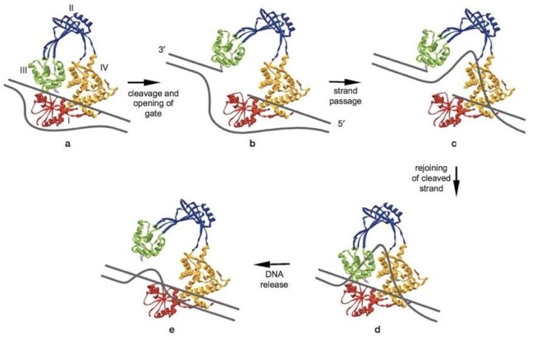 What is the Function of DNA Topoisomerase 1 and 2?
