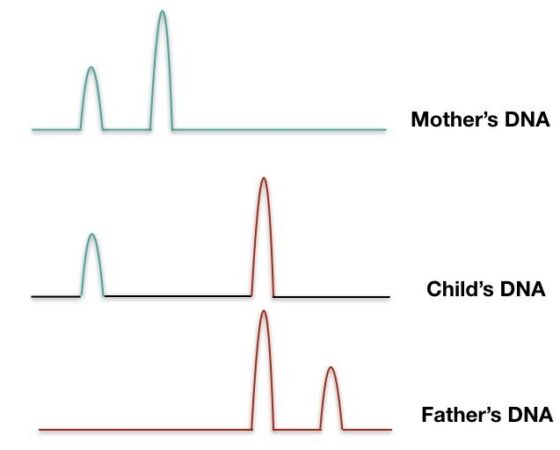 DNA Fingerprinting- Definition, Steps, Methods and Applications