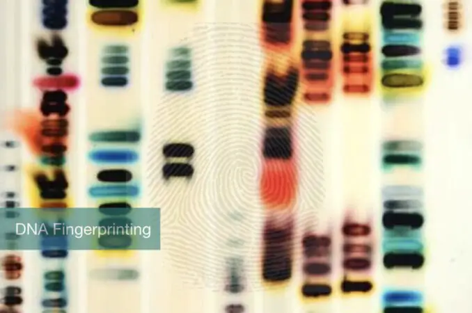 DNA Fingerprinting- Definition, Steps, Methods and Applications