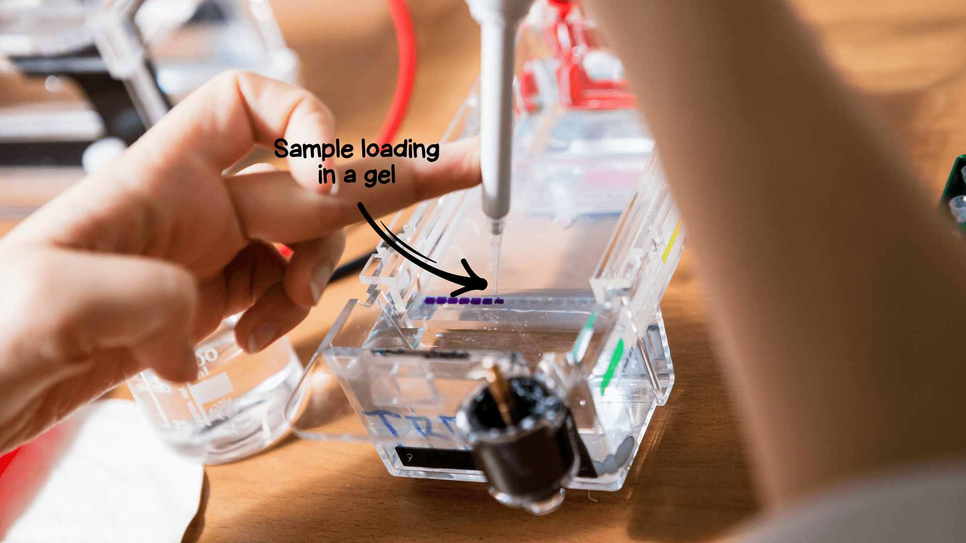 DNA gel loading dye- Bromophenol Blue and Xylene Cyanol