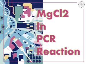 What is Nested PCR?- Concept, Primers, Protocol, Advantages and Limitations