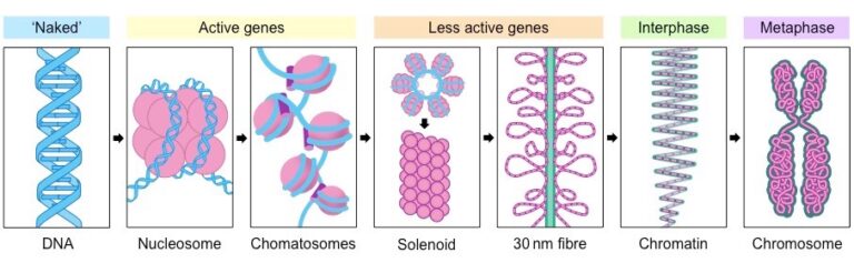 DNA packaging in eukaryotes