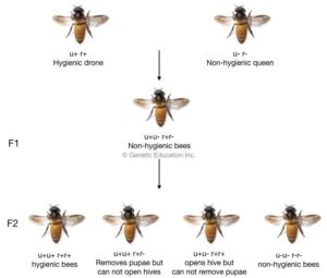 Behavioural Genetics class 1