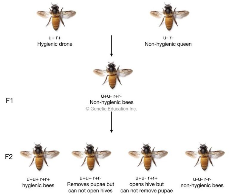 Behavioural Genetics class 1