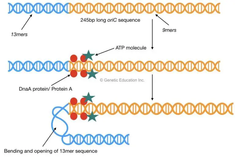 Prokaryotic DNA replication
