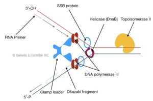 Prokaryotic DNA replication