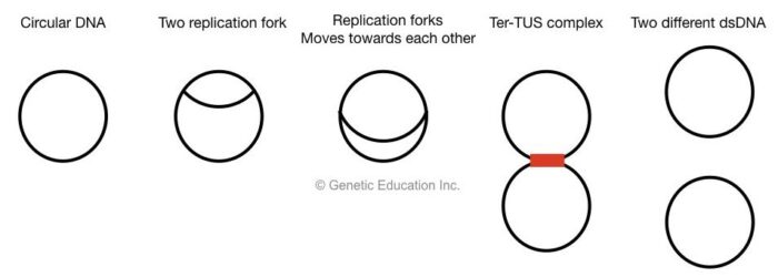 Prokaryotic DNA replication