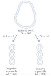DNA Topology- What is the Linking Number of DNA?