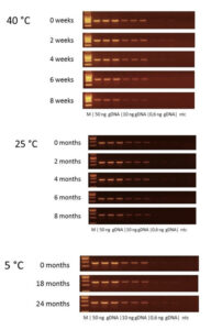 Function of taq DNA polymerase in PCR