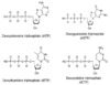 The Function of dNTPs in PCR reaction