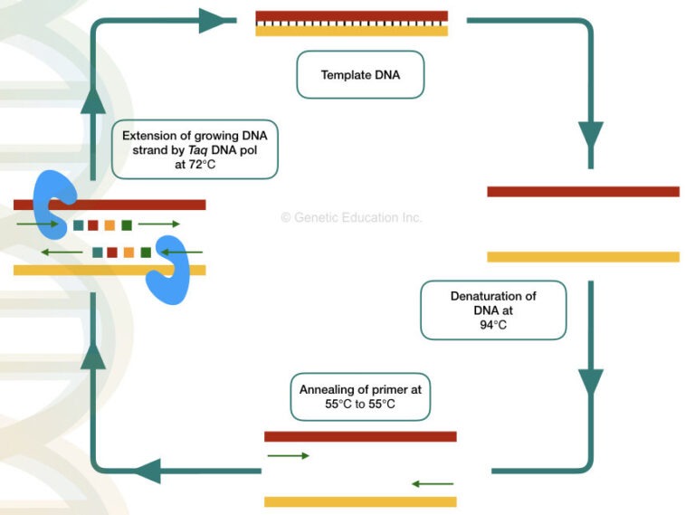 Polymerase Chain Reaction- Definition, Principle, Steps, Procedure, Protocol, Applications and Types
