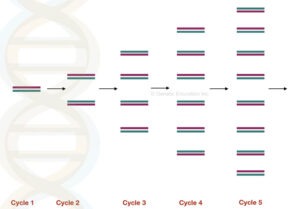 Polymerase Chain Reaction- Definition, Principle, Steps, Procedure, Protocol, Applications and Types