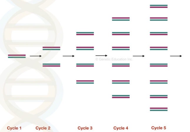 Polymerase Chain Reaction- Definition, Principle, Steps, Procedure ...