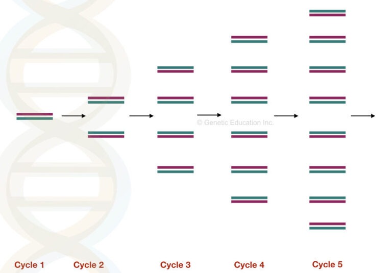 Polymerase Chain Reaction- Definition, Principle, Steps, Procedure ...