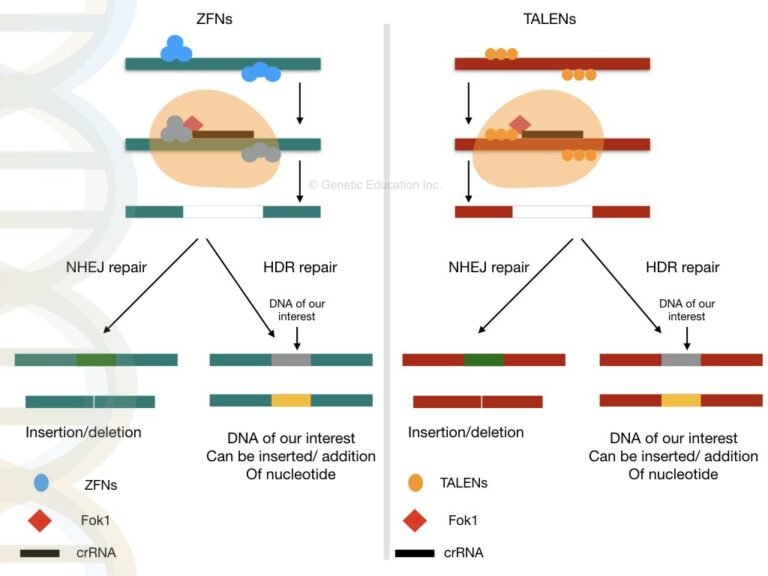 What is gene editing and CRISPR-CAS9?