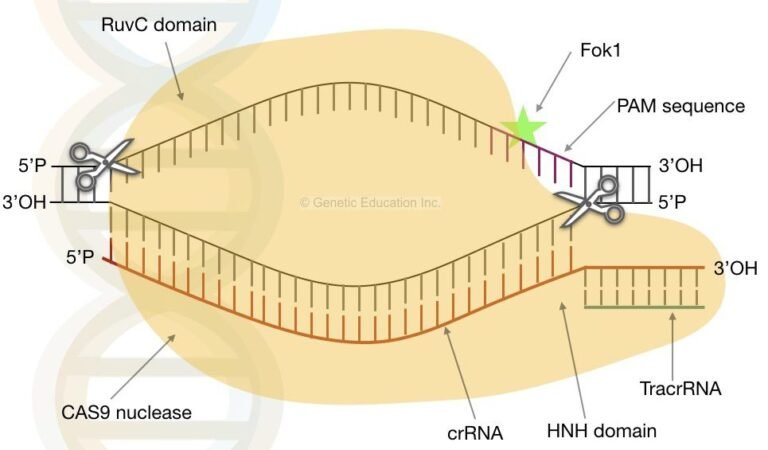 What is gene editing and CRISPR-CAS9?