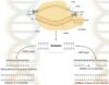 What is gene editing and CRISPR-CAS9?