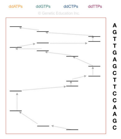 what is the nucleotide sequence for the complementary trna - Tina Arture