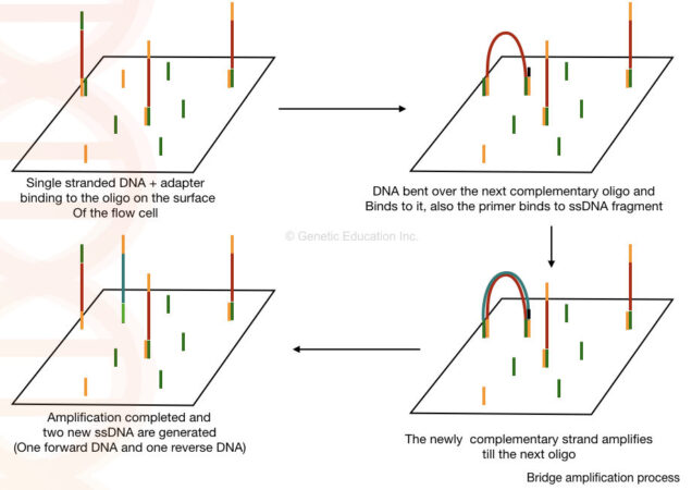 DNA Sequencing: History, Steps, Methods, Applications And Limitations
