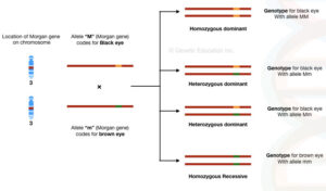 What Is a Genotype? Definition, Frequency and Methods