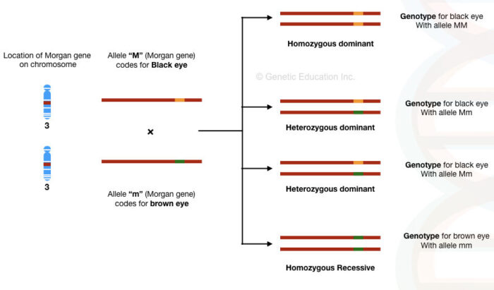 What Is a Genotype? Definition, Frequency and Methods