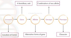 What Is a Genotype? Definition, Frequency and Methods
