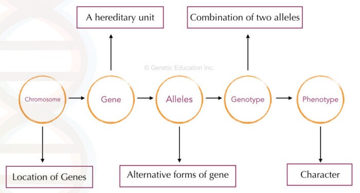 What Is a Genotype? Definition, Frequency and Methods